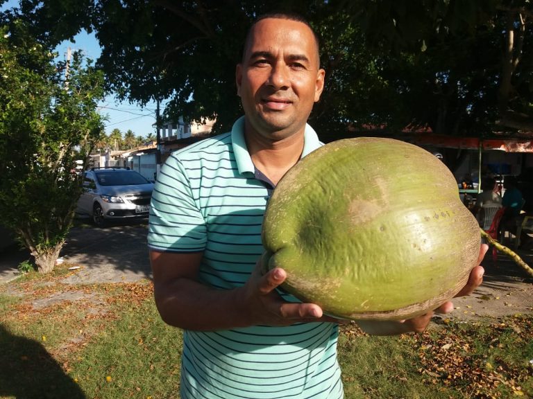 Côco gigante chama atenção dos moradores de Marechal Deodoro; assista ...