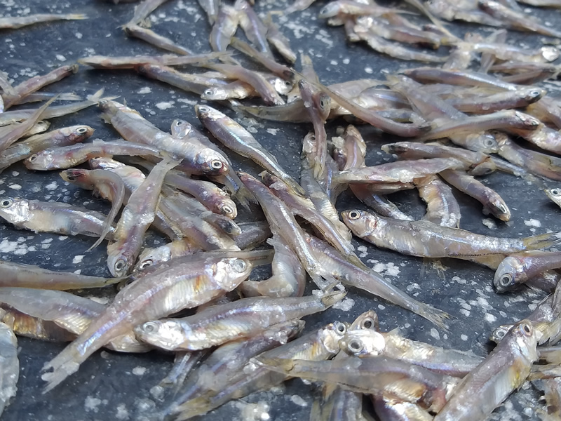 Manjuba: a tradição do pescado símbolo da lagoa Manguaba e dos ...